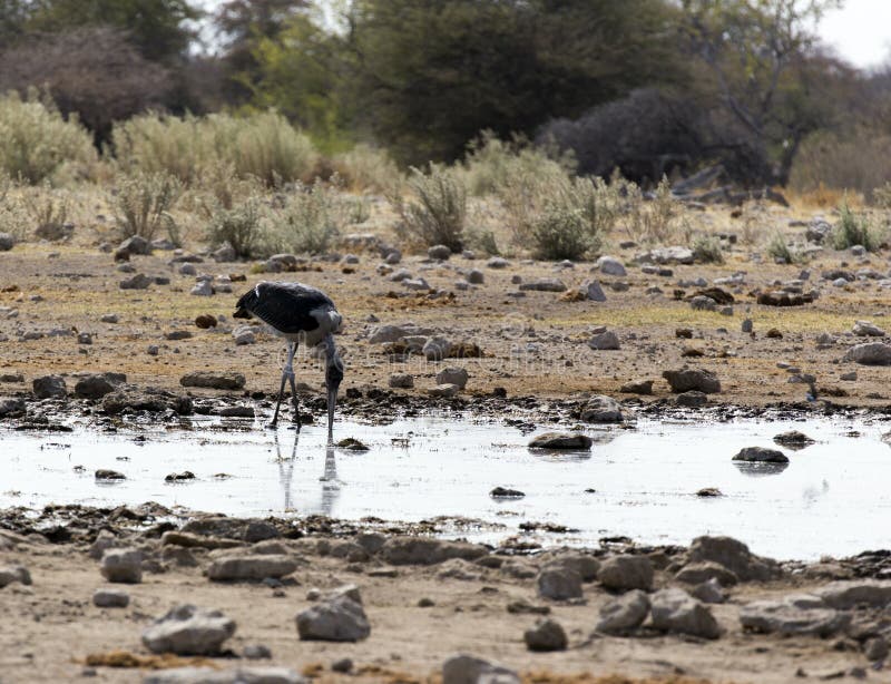 View of marabou stork stock photo. Image of nature, beautiful - 239035824