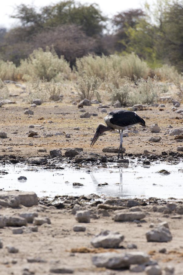 View of marabou stork stock photo. Image of wildlife - 239035840