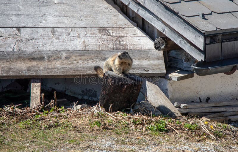 View of a Marmot in Front of an Old Hut Stock Photo - Image of view ...