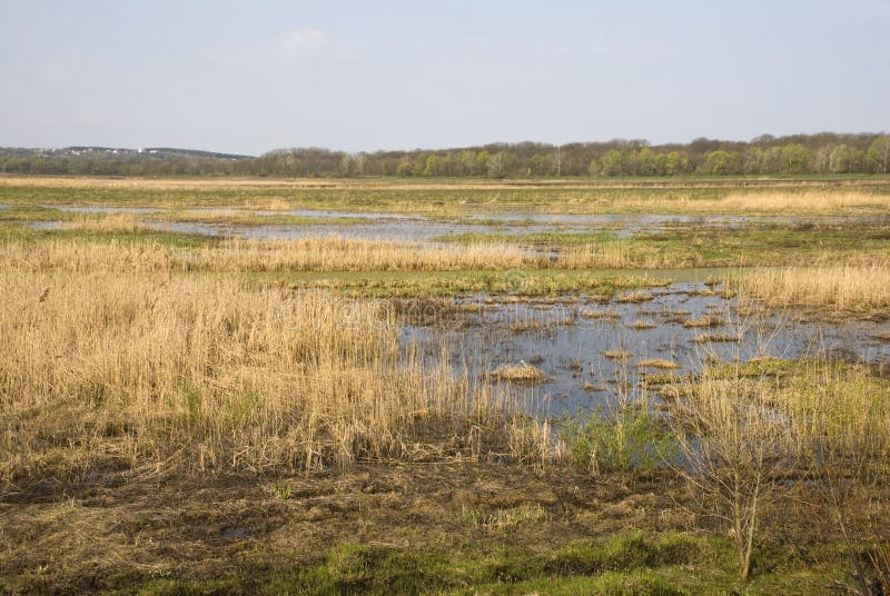 View of the Marsh and Forest in the Background Stock Image - Image of ...