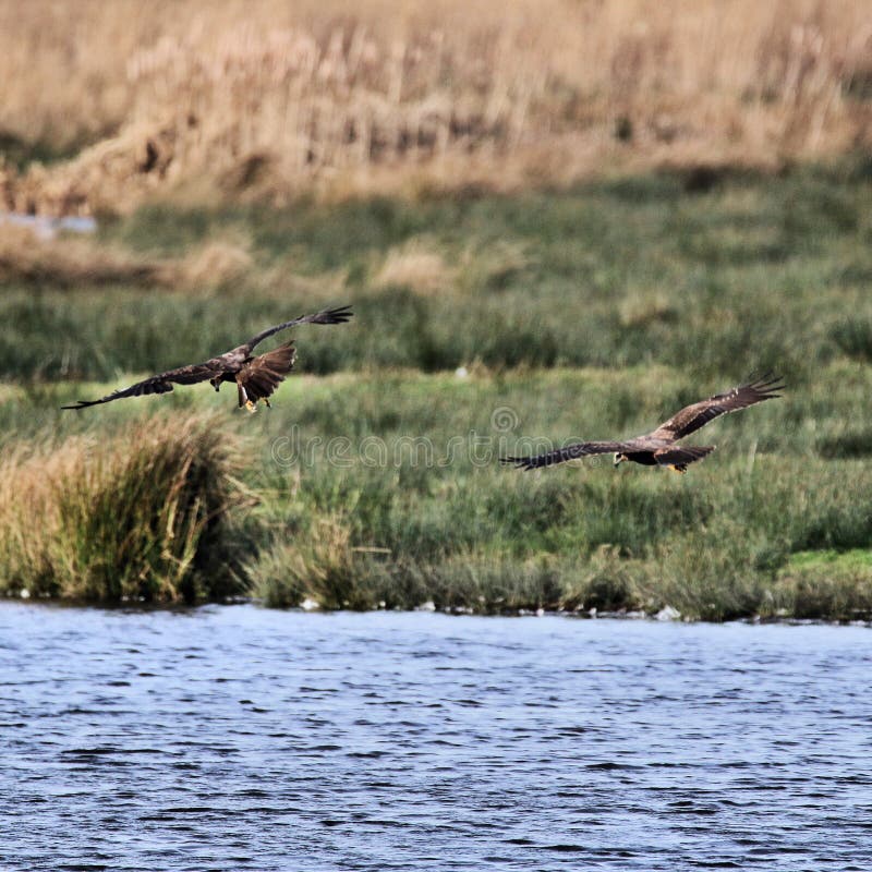 A View of a Marsh Harrier in Flight Stock Photo - Image of falcon, hawk ...