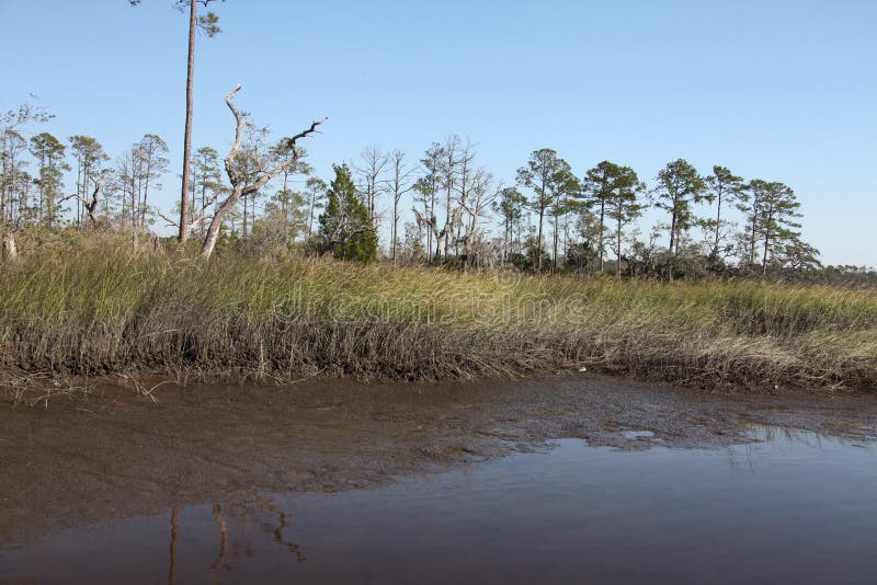 Marshes of north Florida stock image. Image of nature - 125076273