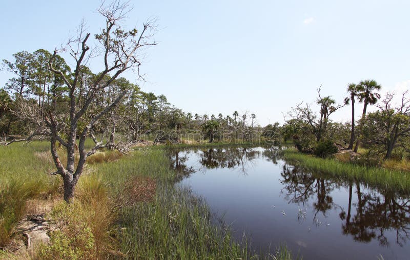 Marshes of north Florida stock image. Image of natural - 125076357
