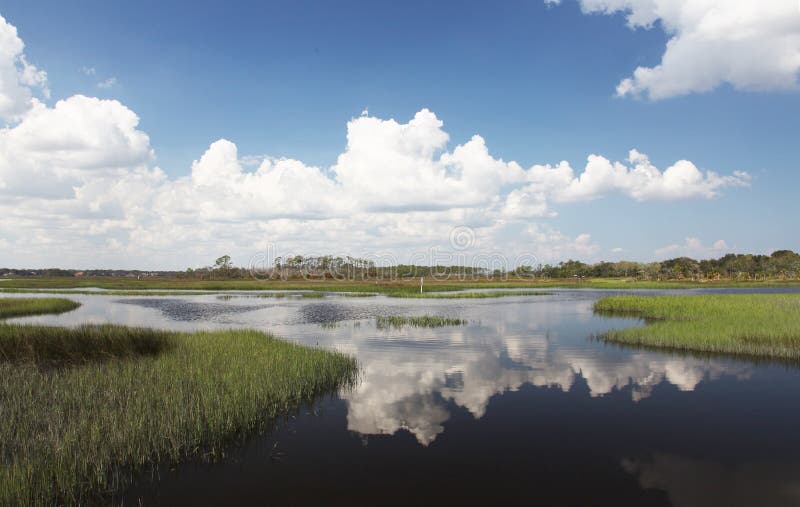 Marshes of north Florida stock photo. Image of plant - 125076366
