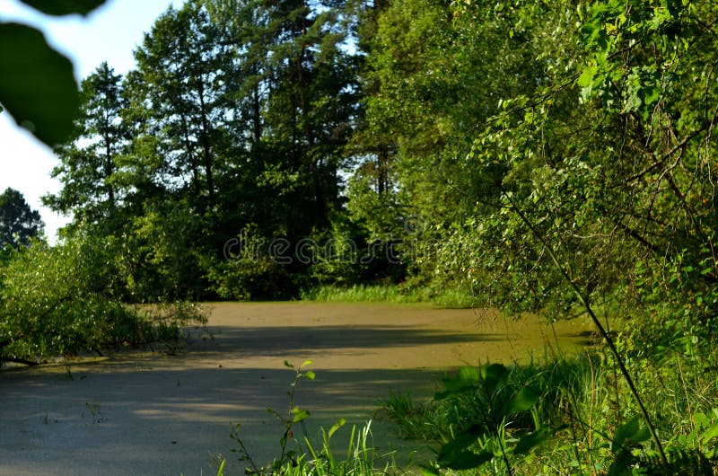 View of the Marshy River in the Forest Stock Image - Image of beauty ...