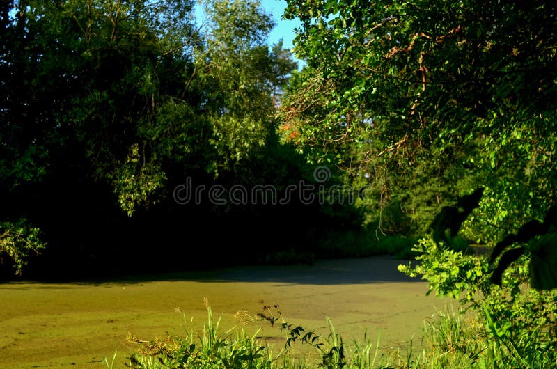 View of the Marshy River in the Forest Stock Photo - Image of marshy ...