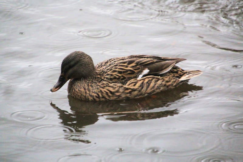 A view of a Mallard Duck stock photo. Image of view - 266055316
