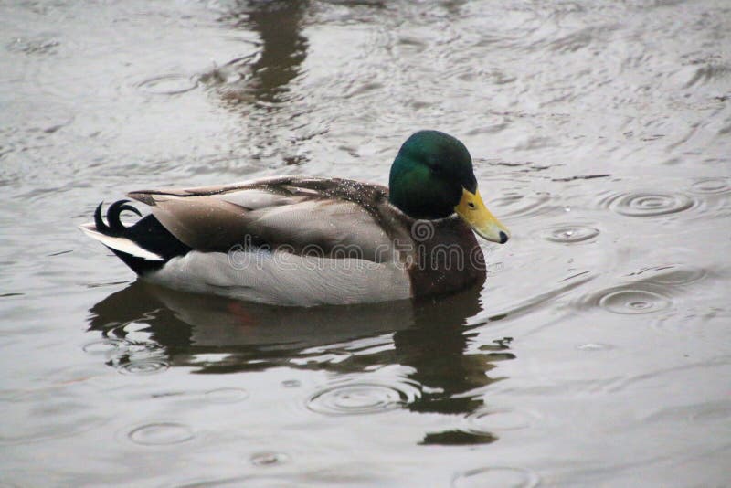 A view of a Mallard Duck stock image. Image of mere - 266055323