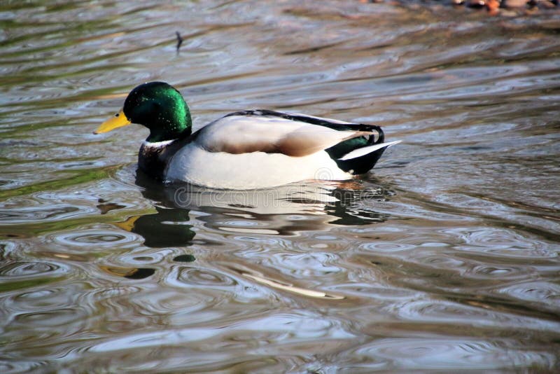 A view of a Mallard Duck stock photo. Image of wildlfe - 266055358