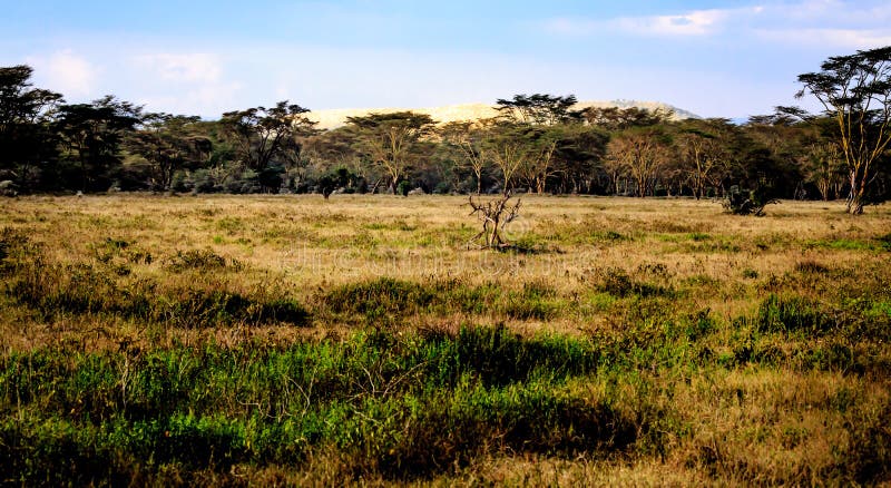 View of the Masai Mara stock photo. Image of masai, trees - 60891706