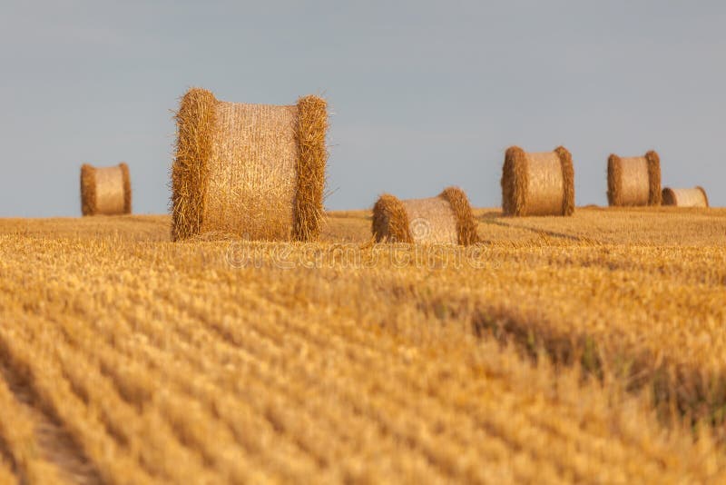 View of the Masurian Fields Stock Image - Image of masuria, nature ...