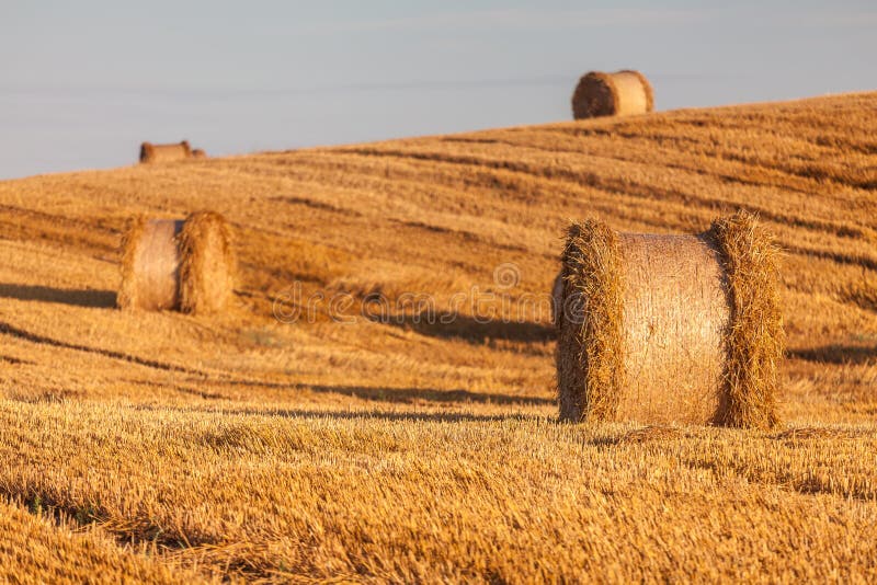 View of the Masurian Fields Stock Photo - Image of season, summer ...