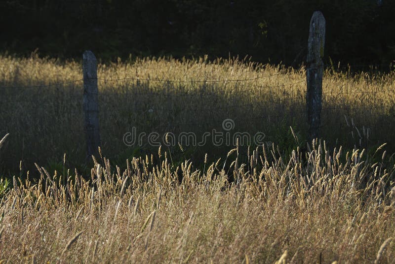 Meadow Bluegrass in Dense Tall Grass on a Field Stock Image - Image of ...