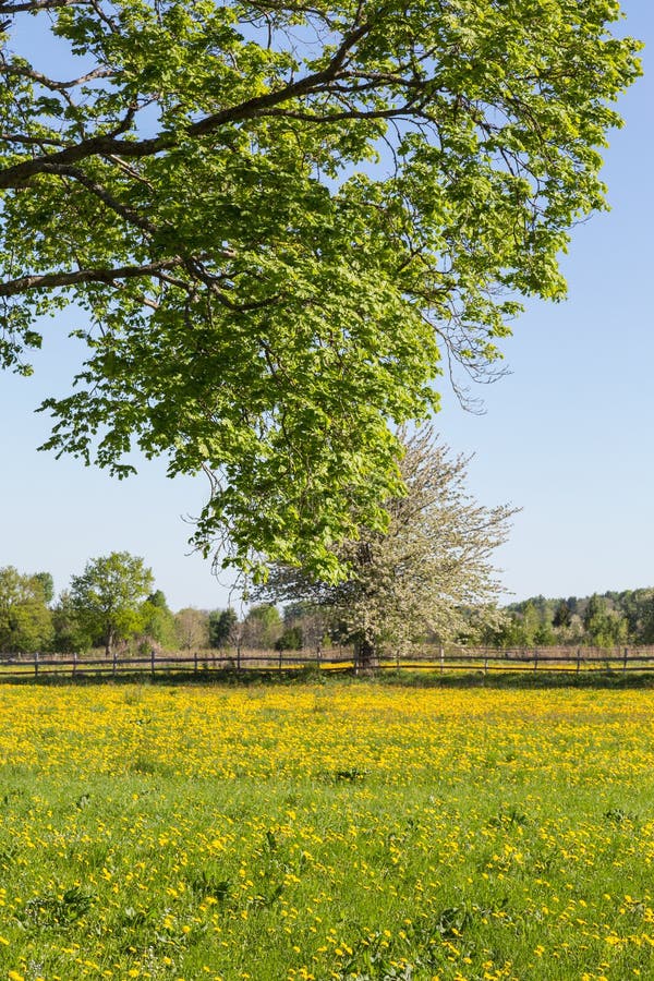 View of a meadow stock image. Image of rustic, scene - 38755747