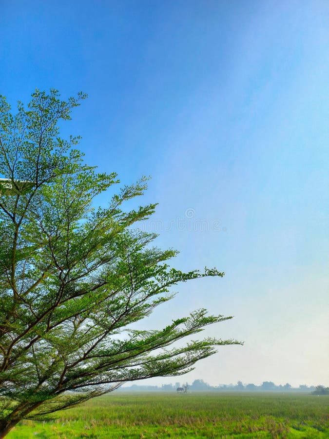 View of Meadows and Rice Fields in the Morning Stock Image - Image of ...