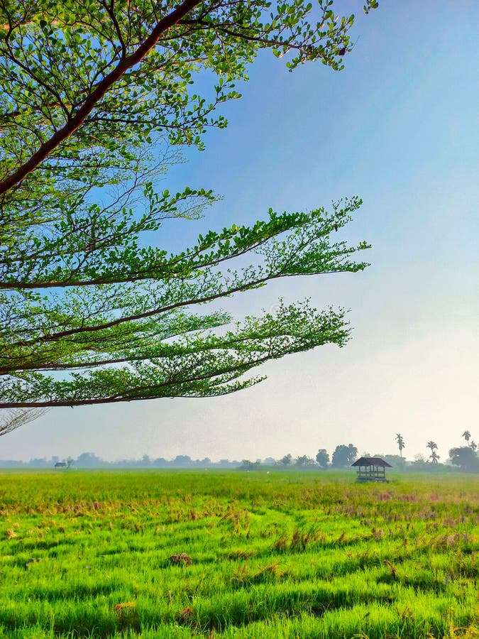 View of Meadows and Rice Fields in the Morning Stock Photo - Image of ...