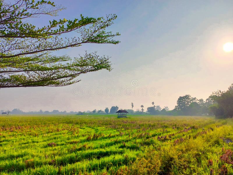 View of Meadows and Rice Fields in the Morning Stock Photo - Image of ...