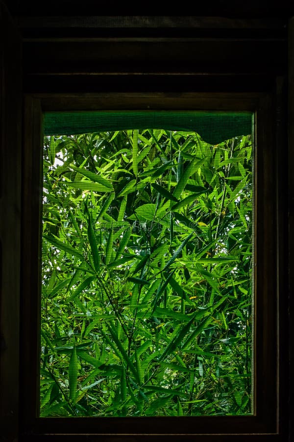 View through Mesh Window of Green Bamboo Plants Stock Photo - Image of ...