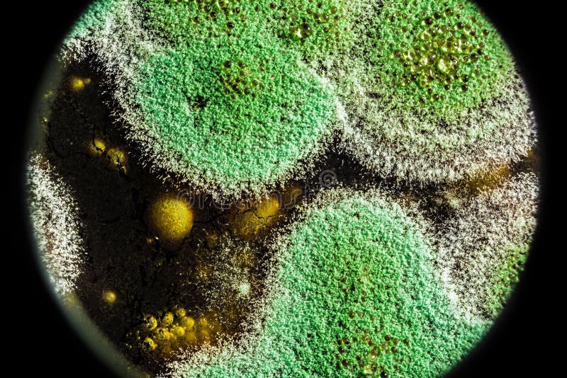 Development of Green Mold on an Organic Basis, Abstract Background ...