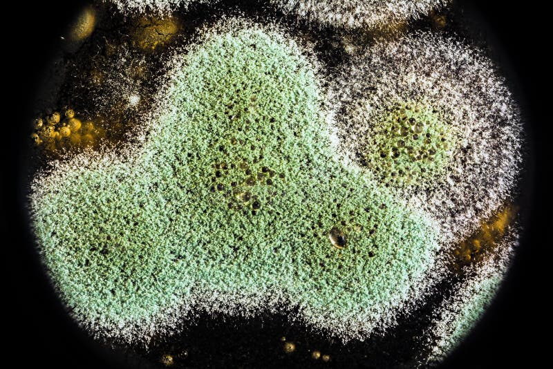 Development of Green Mold on an Organic Basis, Abstract Background ...