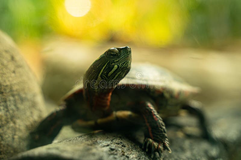 View of Midland Painted Turtle at the Toronto Zoo Stock Photo - Image ...