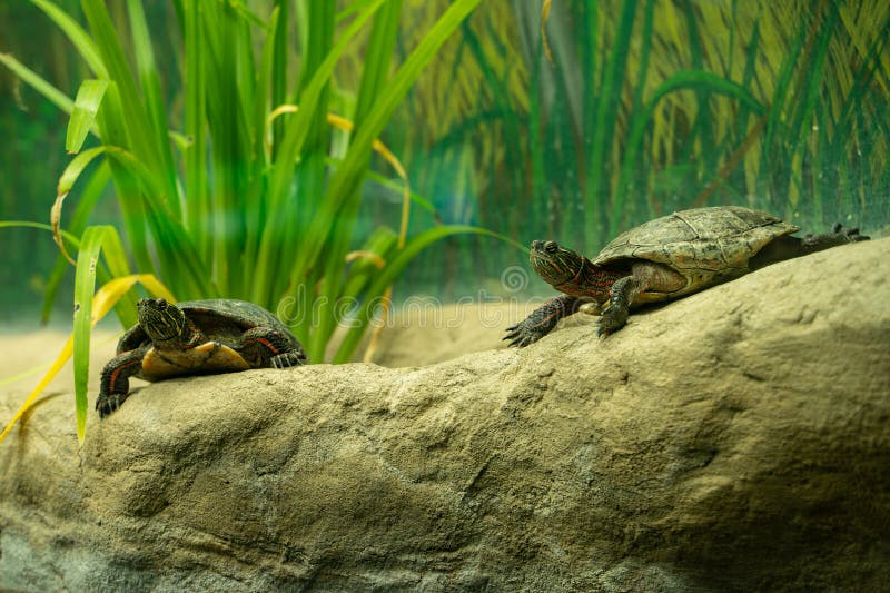View of Midland Painted Turtle at the Toronto Zoo Stock Photo - Image ...