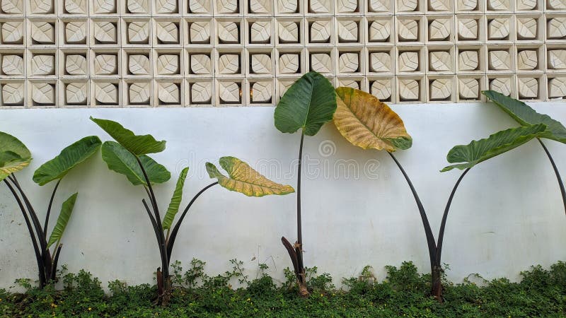 View of Mini Plant and Grass beside the Wall Stock Image - Image of ...