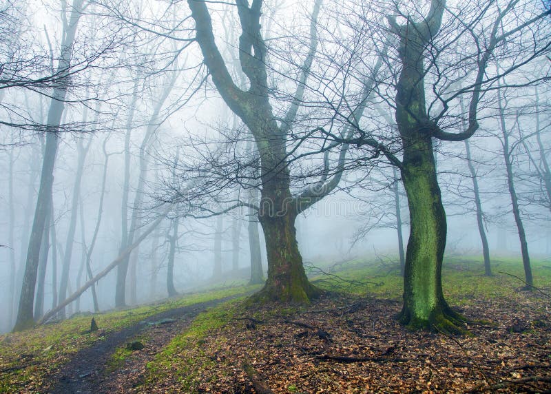 View into a Misty Spring Forest with a Path Way Stock Image - Image of ...