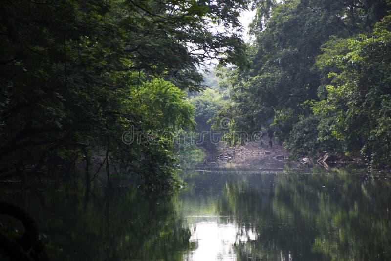 View of Mithi River Covered with Trees from Both Sides in Mumbai Stock ...