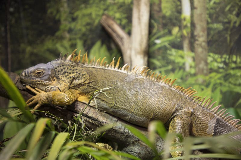 View of a Monitor Lizard in a Pond Stock Photo - Image of nature, view ...