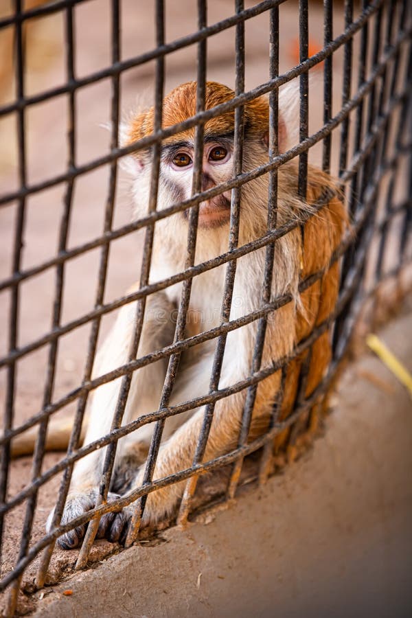 View of Monkey in the Cage. the Illegal Wildlife Trade Problem. Animals ...
