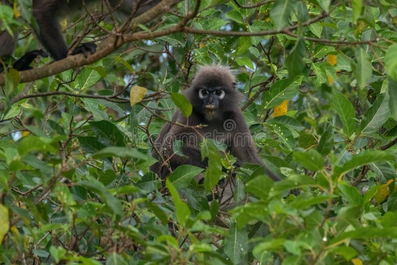 View of a monkey in nature stock photo. Image of adorable - 231212020