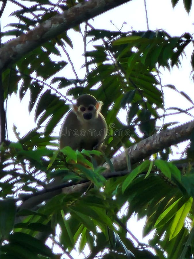View of the Monkey on a Tree Branch Stock Photo - Image of fauna ...