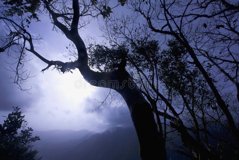 View of Monsoon in Forest of Goa , India. Stock Image - Image of nature ...