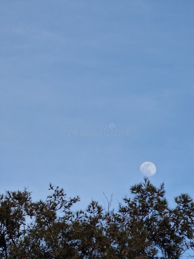 View of the Moon that Appeared on My Balcony between Branches. Stock ...