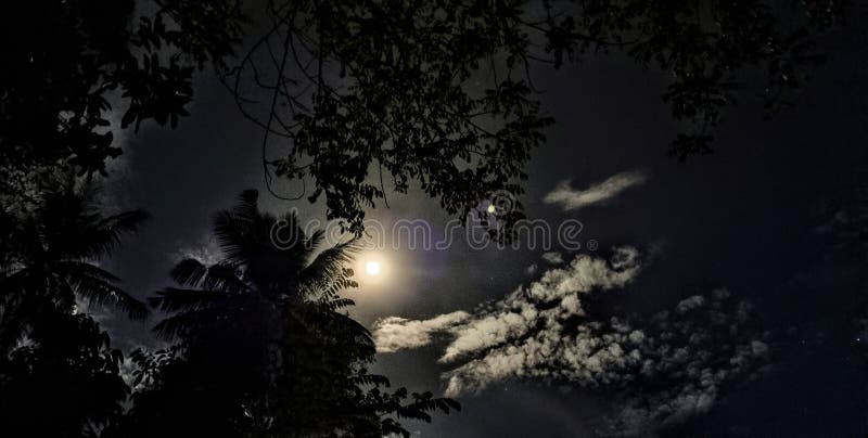 View of the Moon Behind the Trees at Night Stock Photo - Image of black ...