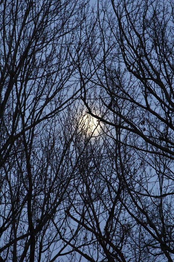 The Moon Behind a Web of Tree Branches Stock Image - Image of halloween ...