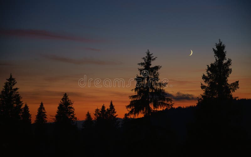 View of Moon in Blue Hour after Sunset with Pine Tree Silhouette Stock ...