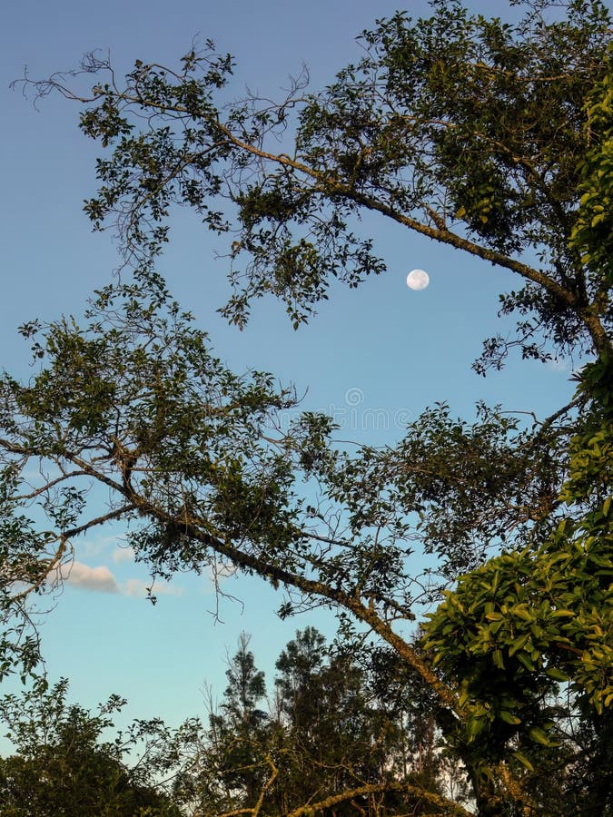 View of the Moon at Dawn, Seen through the Canopy of an Alder Tree ...