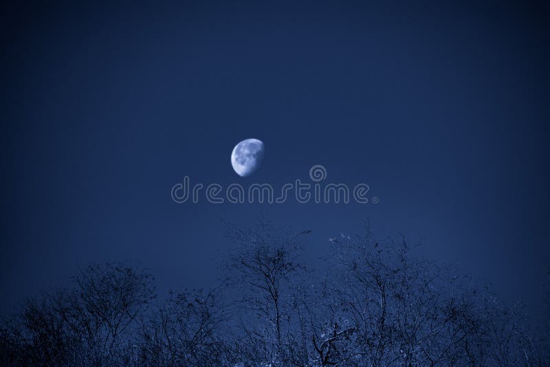 View of a Moon with the Trees Stock Photo - Image of midnight ...