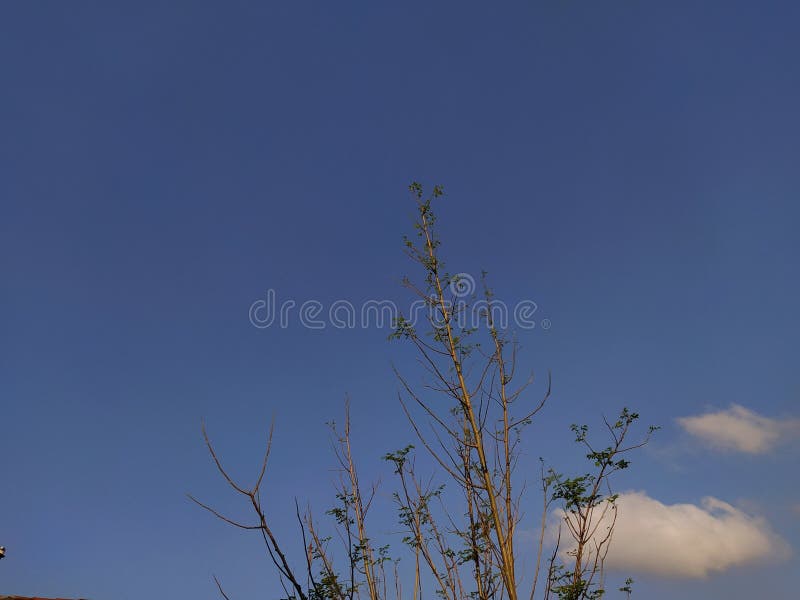 View of Moringa Tree with Cloudy Sky Background Stock Photo - Image of ...