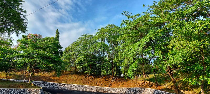 The View in the Morning Looks Very Lush and Beautiful Trees Stock Photo ...