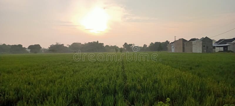 View of the Morning Sun in the Rice Fields Stock Image - Image of ...