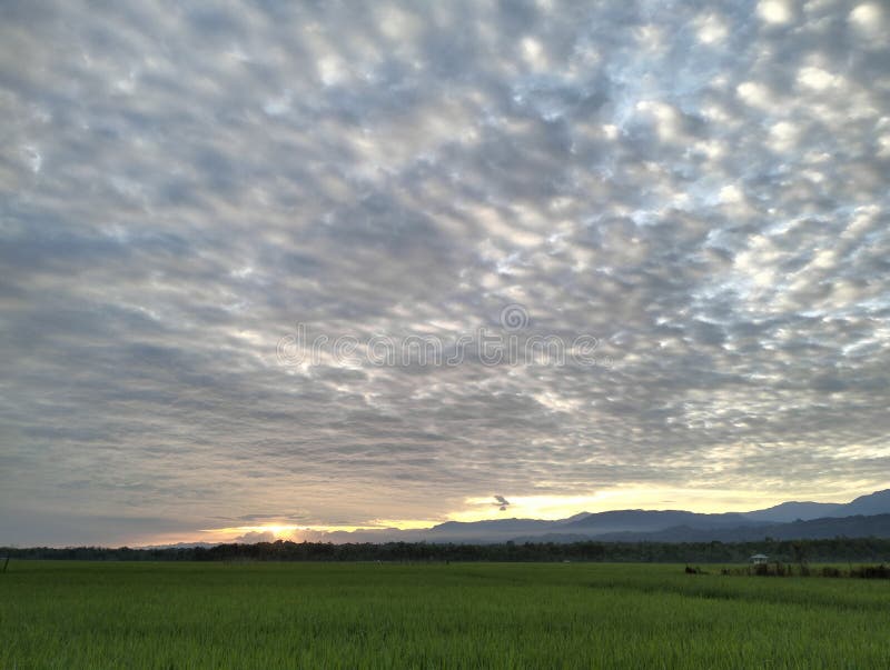 The View of the Morning Sun in the Rice Fields Stock Photo - Image of ...