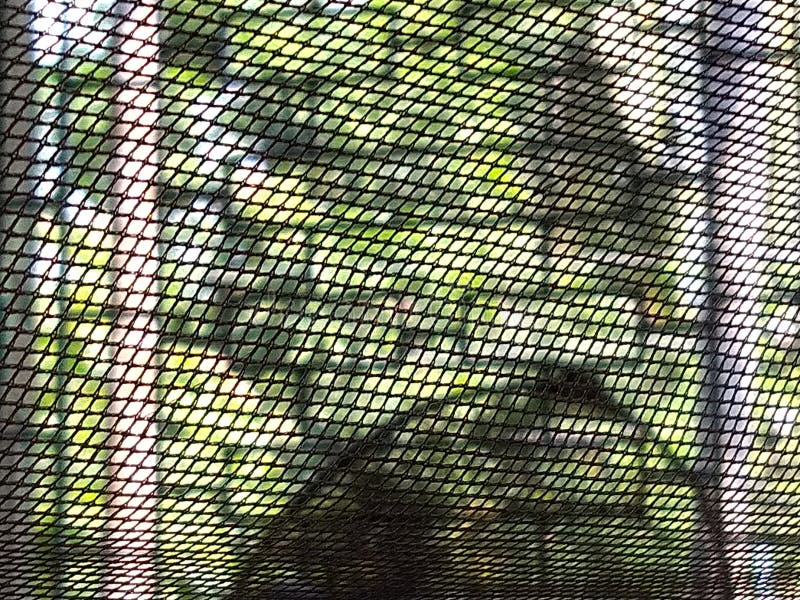 View through mosquito net stock photo. Image of wall - 270595242