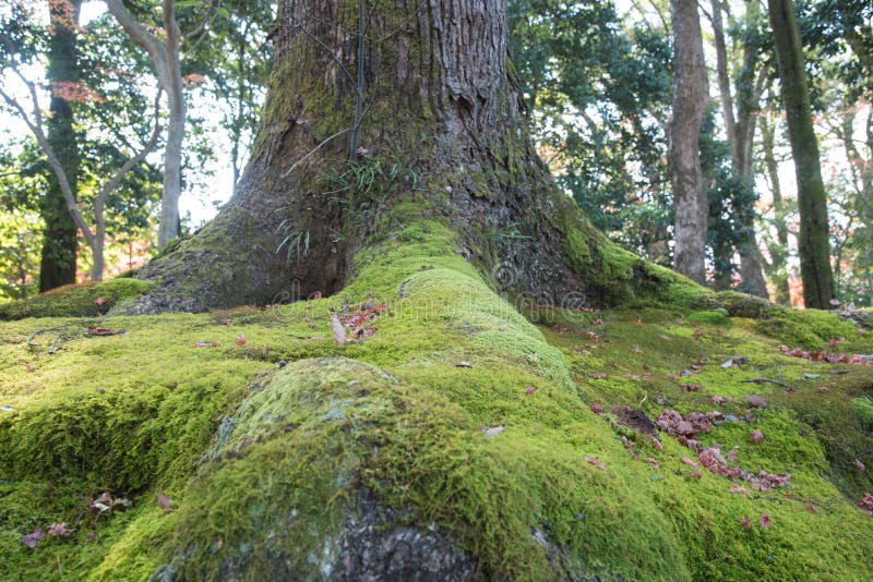 View of Moss on Root Big Tree Stock Photo - Image of tree, natural ...