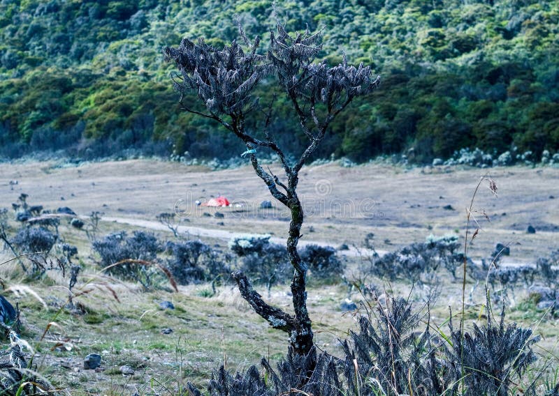 View of Mount Gede stock image. Image of mountain, hiking - 151743255