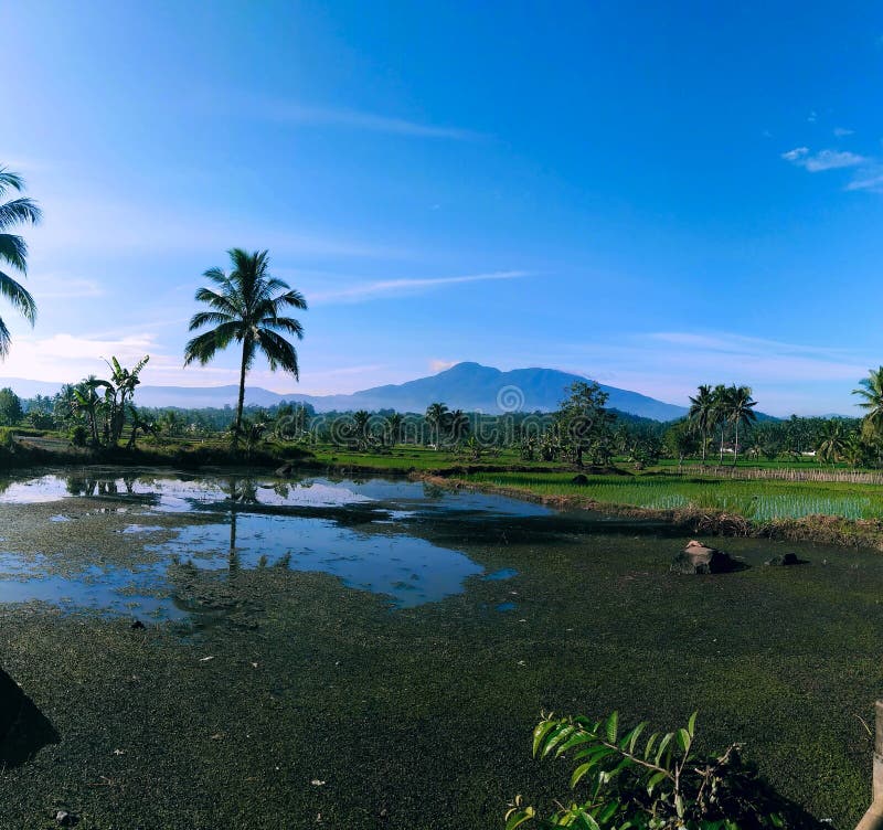 View of Mount Talang with a View of Rice Fields, Hills and Trees Stock ...