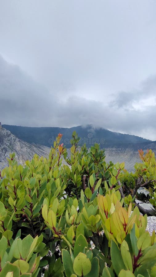 View of Mount Tangkuban Perahu in Bandung, Indonesia Stock Image ...