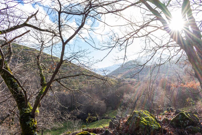 View of the Mountain Behind the Branches of a Tree Stock Photo - Image ...